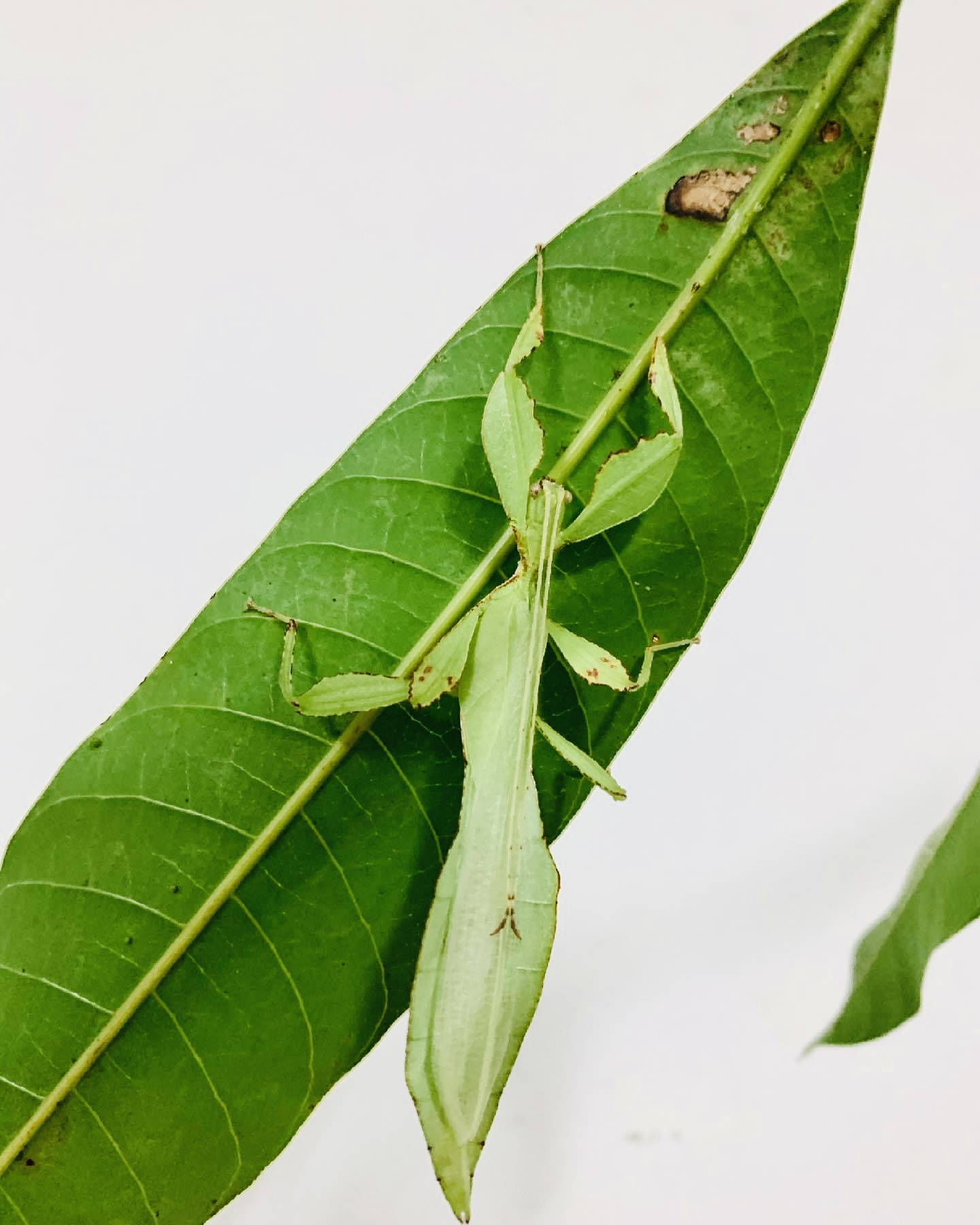 Leaf Insect Was Bred | ตั๊กแตนใบไม้ที่เพาะ - TIGER's Beetle Breeding
